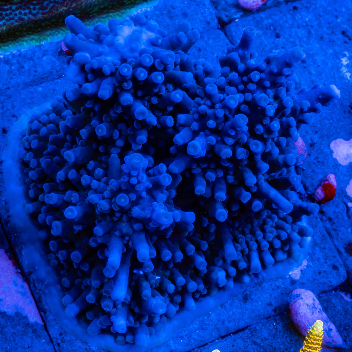 OG Oregon Tort – Fraghouse Corals